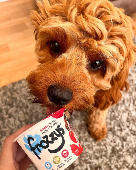 Frozzys - Award-Winning Healthy and Nutritious Treats