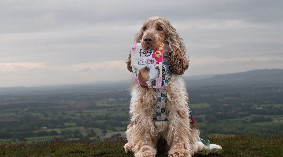 Frozzys – Naturally Nutritious Treats For Dogs